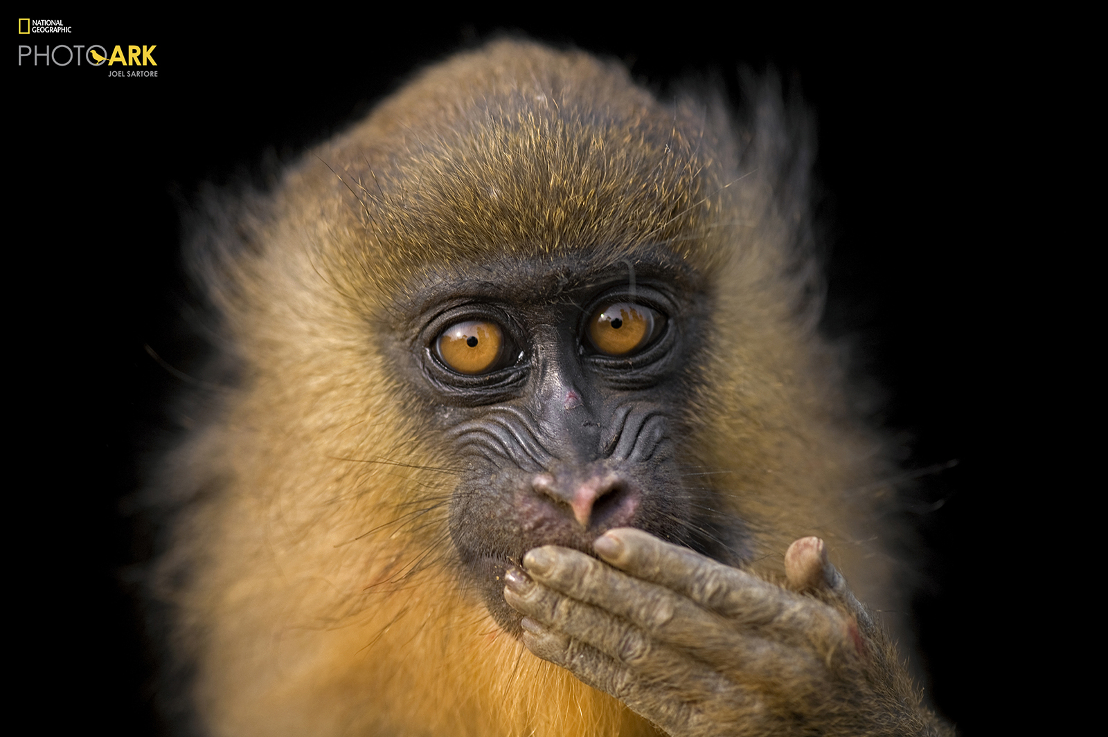 Feature Story: 12 Stellar Animals Pose for Planetary Change | Silver ...